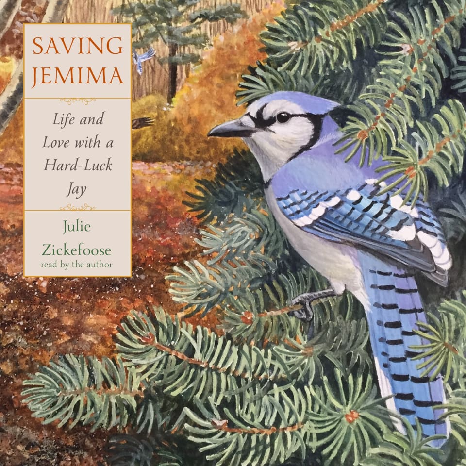 Saving Jemima by Julie Zickefoose - Audiobook